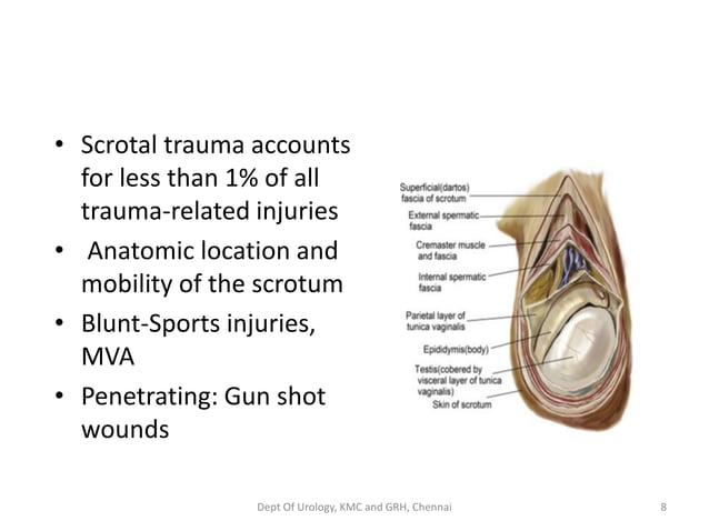 Gu trauma- external genitalia | PDF