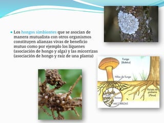 hongos, bacterias, protistas .pptx