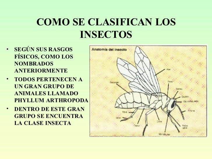 Guía Taxonómica de Insectos
