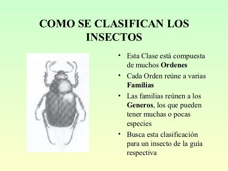 Guía Taxonómica de Insectos