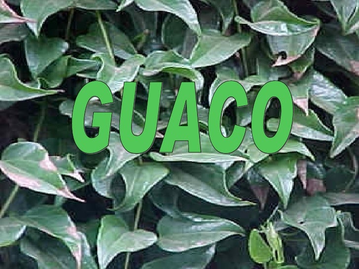 guaco