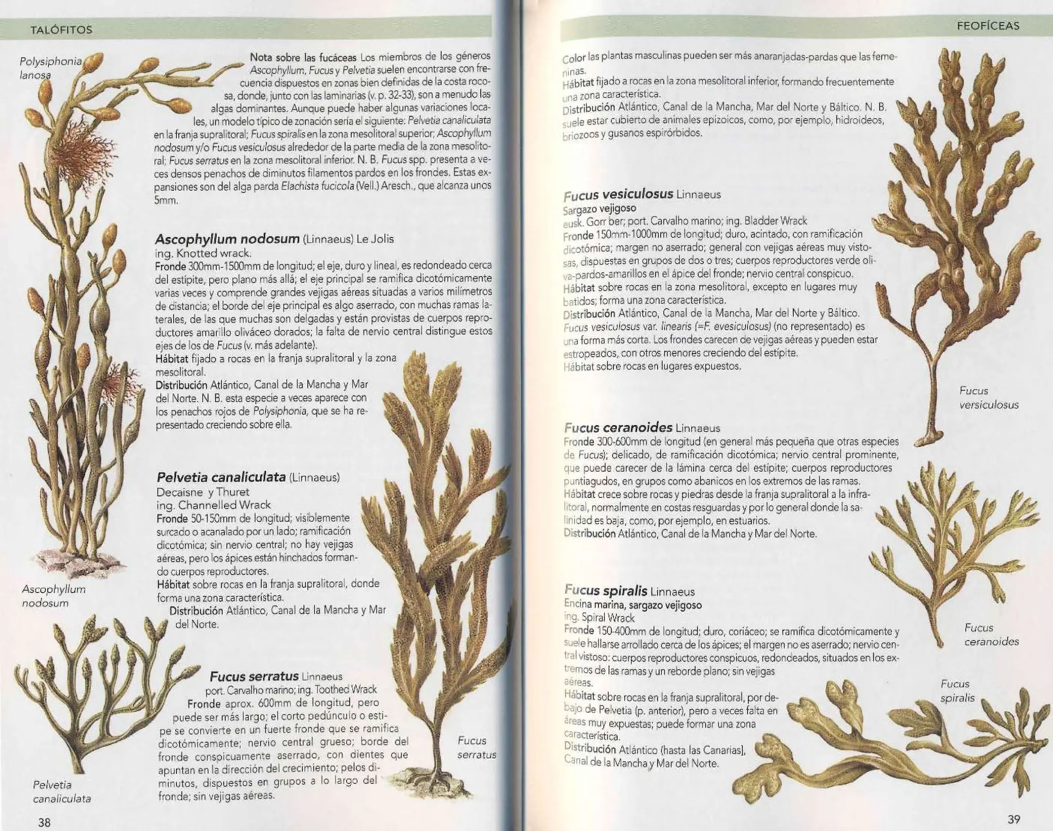 Guía de campo de la Flora y Fauna de las costas de España y de Europa ...
