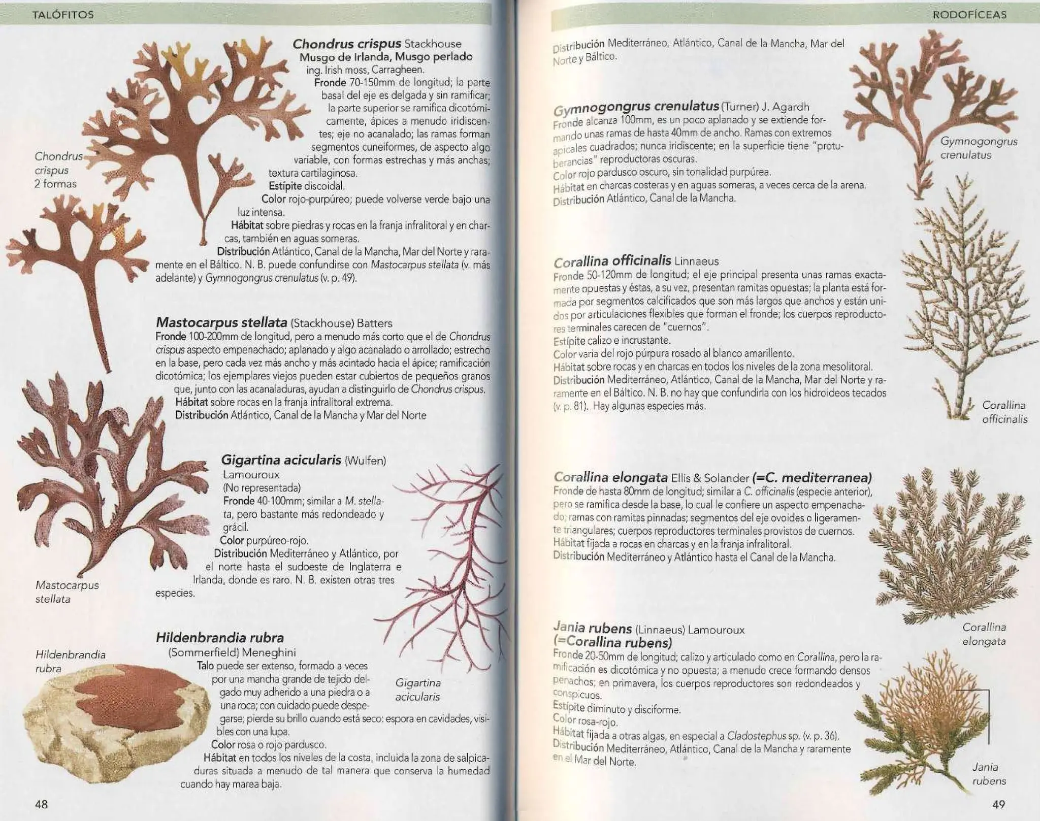 Guía de campo de la Flora y Fauna de las costas de España y de Europa ...