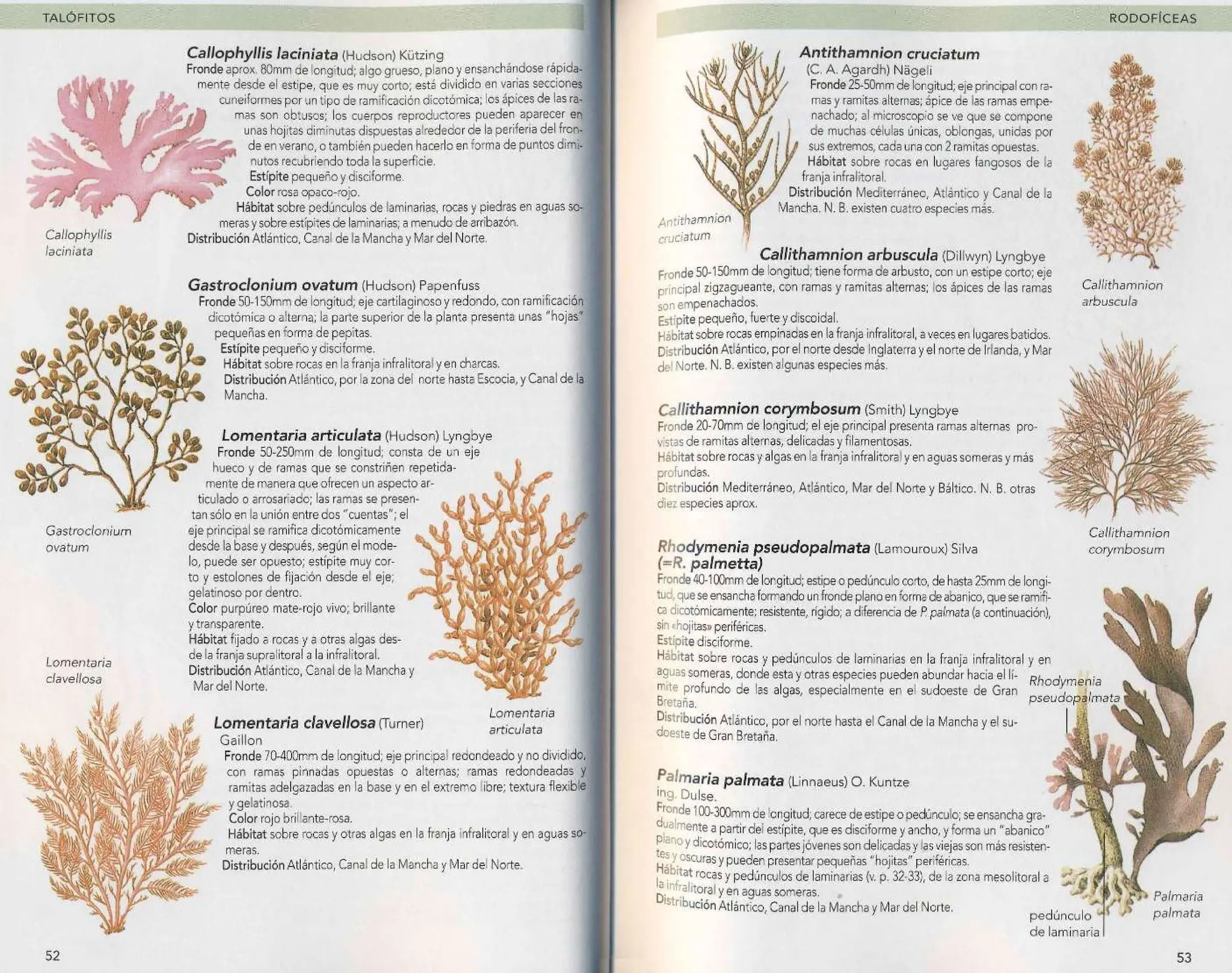 Guía de campo de la Flora y Fauna de las costas de España y de Europa ...