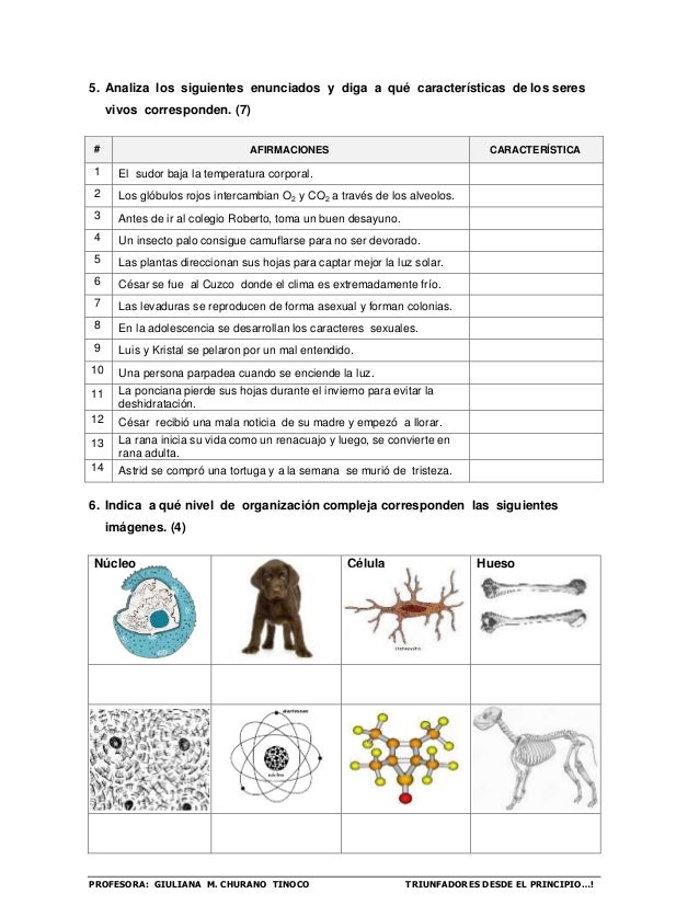 Guía ii los seres vivos y sus características-