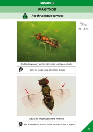 Guía ilustrada de plagas y enemigos naturales en invernaderos | PDF