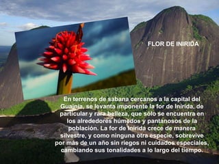 Guainía "Tierra de muchas aguas" | PPTX