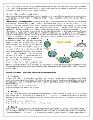 Guía Función de reproducción sexual y asexual en seres vivos | PDF