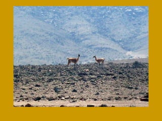 Guanacos | PPT