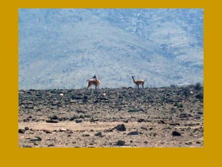 Guanacos | PPT