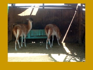 Guanacos | PPT
