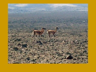 Guanacos | PPT