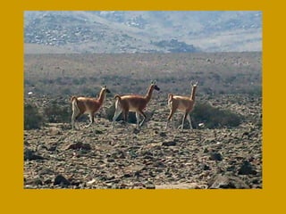 Guanacos | PPT