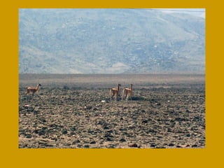 Guanacos | PPT