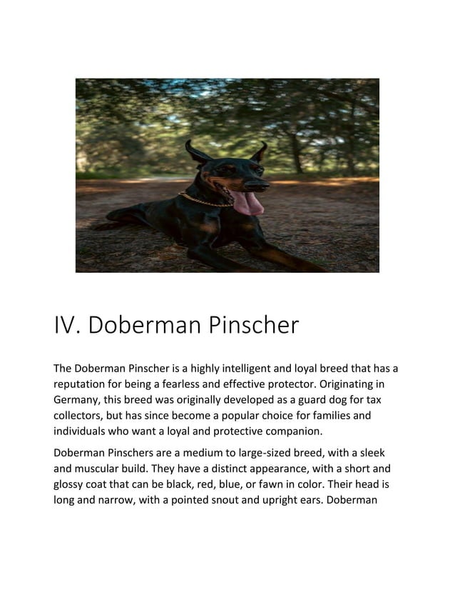 Guardians The Top 5 Protective Dog Breeds.pdf | Dogs | Pets