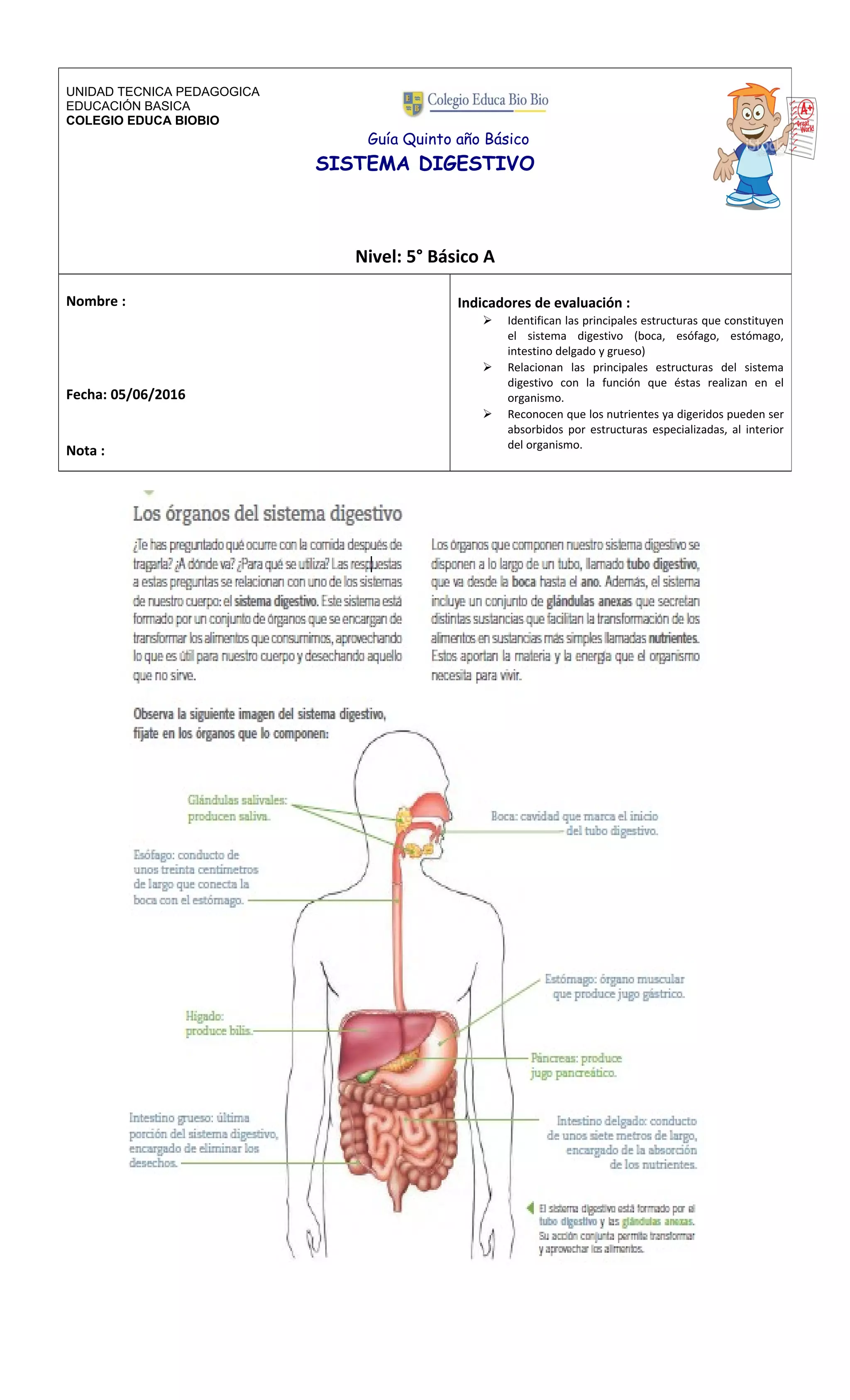 Guía sistema digestivo | PDF
