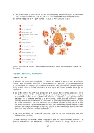GUÍA_SISTEMA NERVIOSO_ANATOMIA_S9_IF.docx