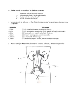 Guía sistema urinario.pdf