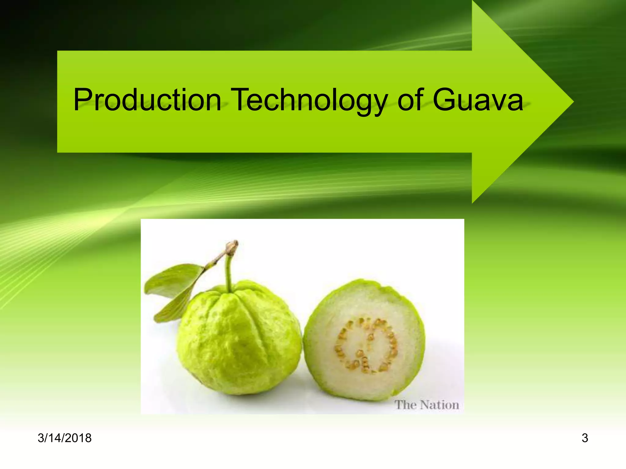 Production Technology of Guava | PPTX