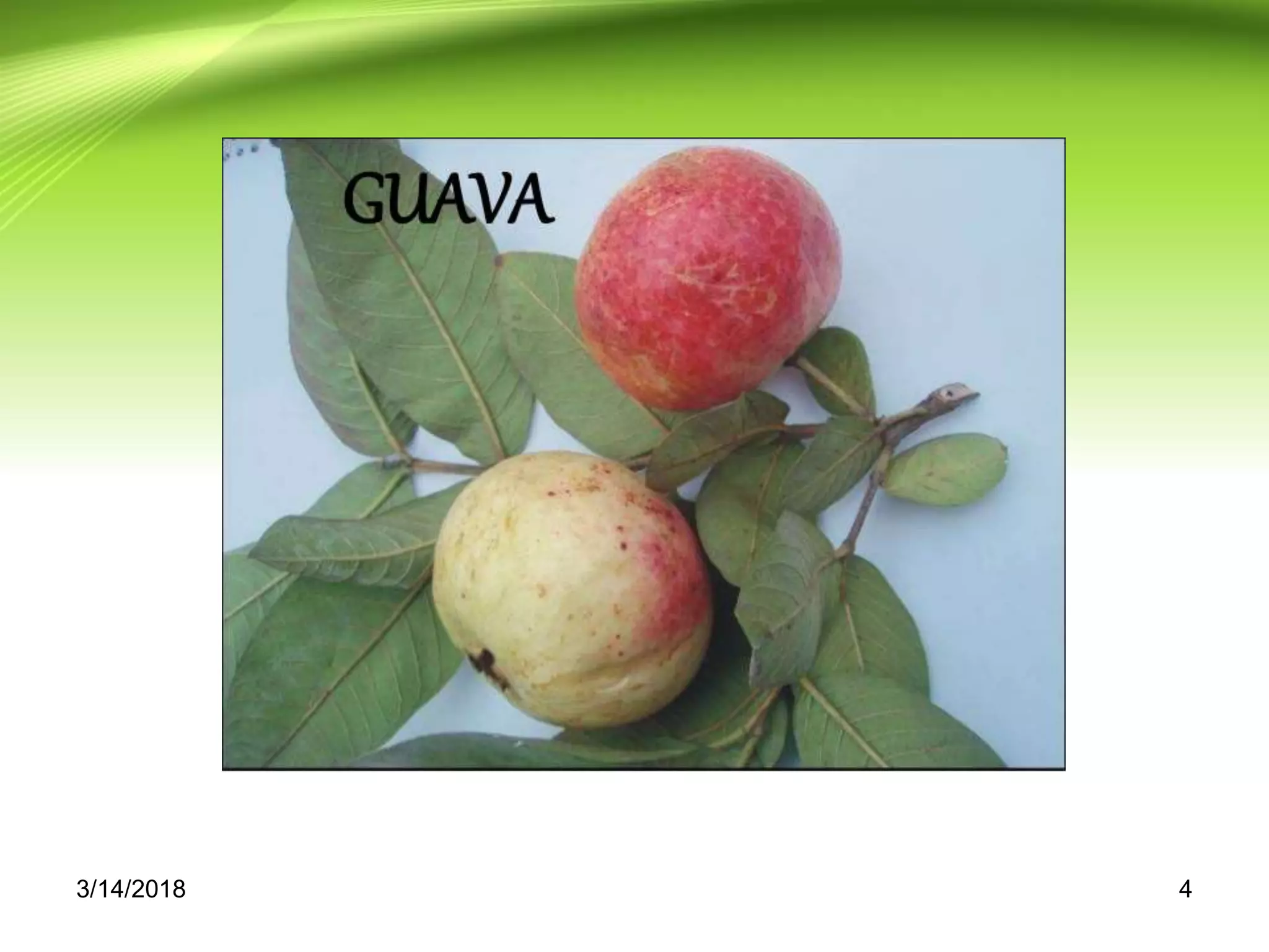Production Technology of Guava | PPTX