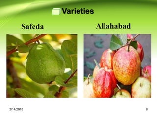 Production Technology of Guava | PPTX