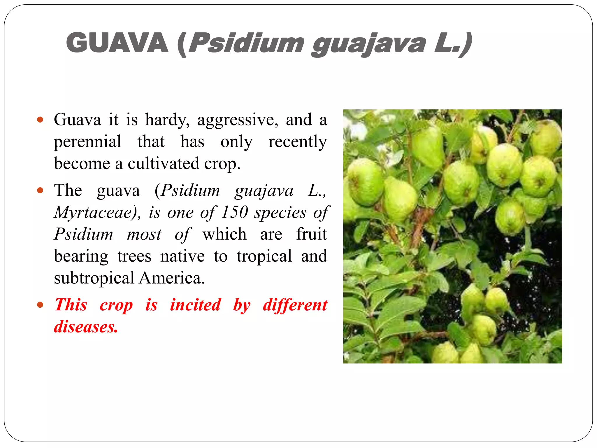 Diseases of Guava | PPTX