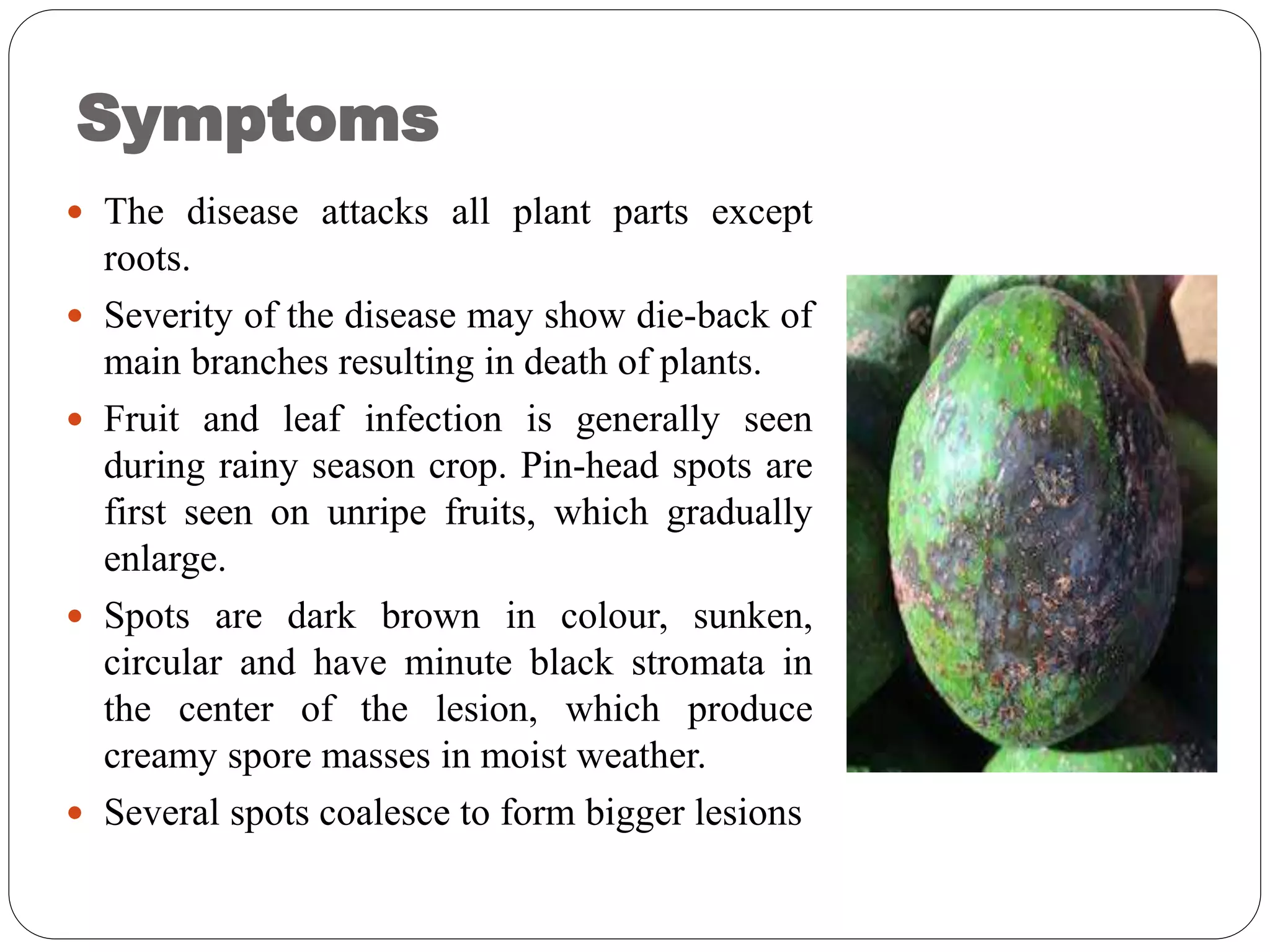 Diseases of Guava | PPTX
