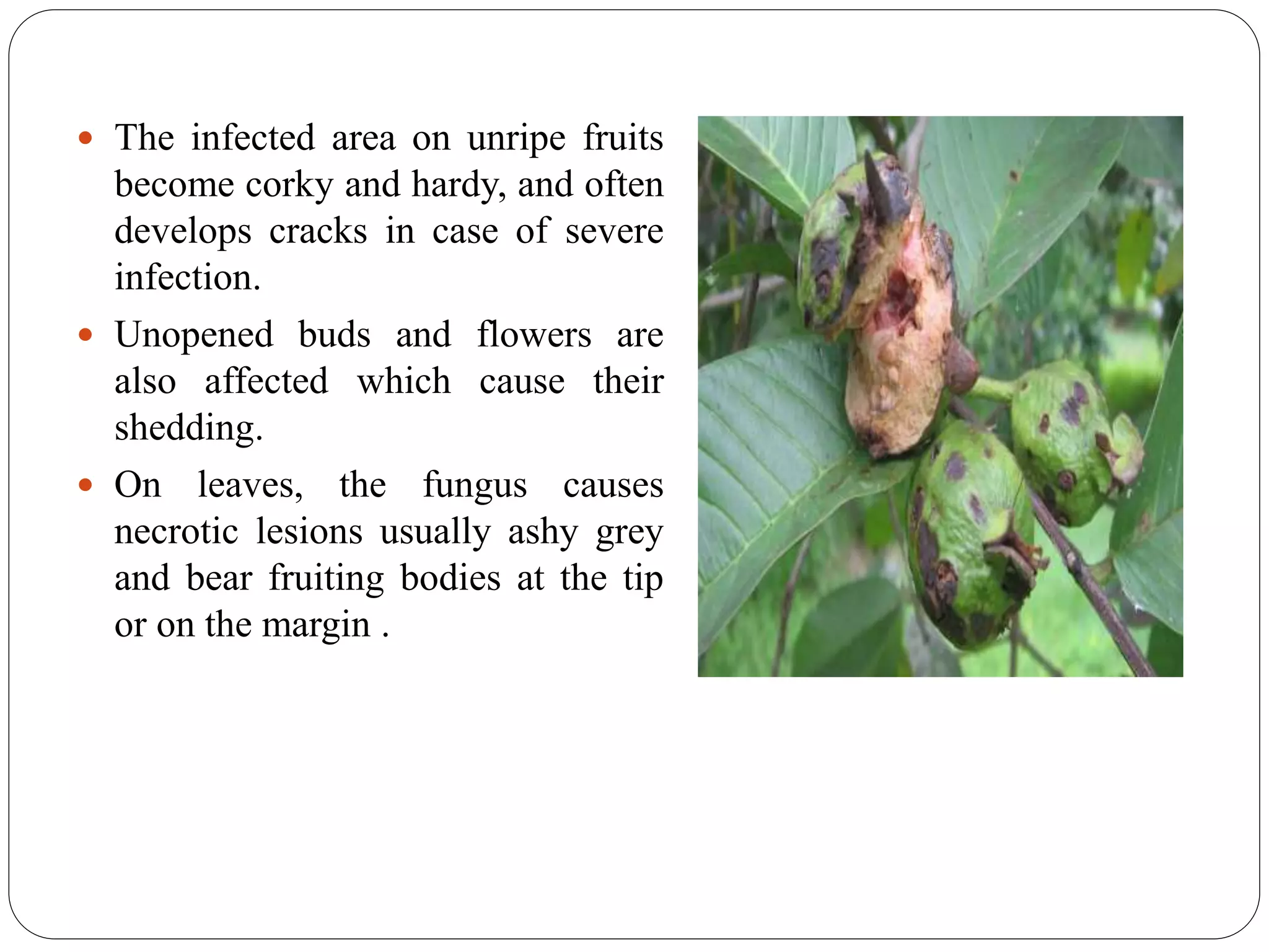 Diseases of Guava | PPTX