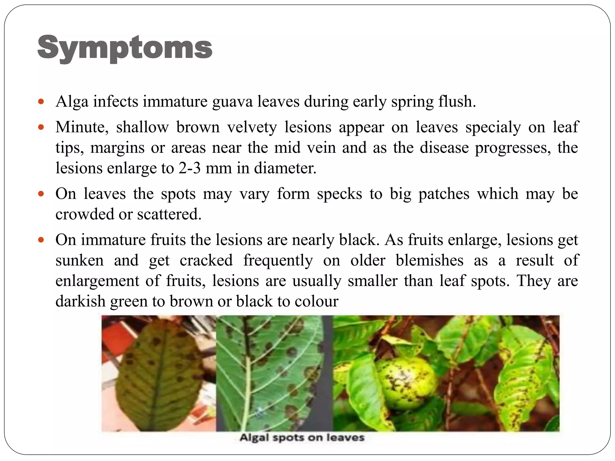 Diseases of Guava | PPTX