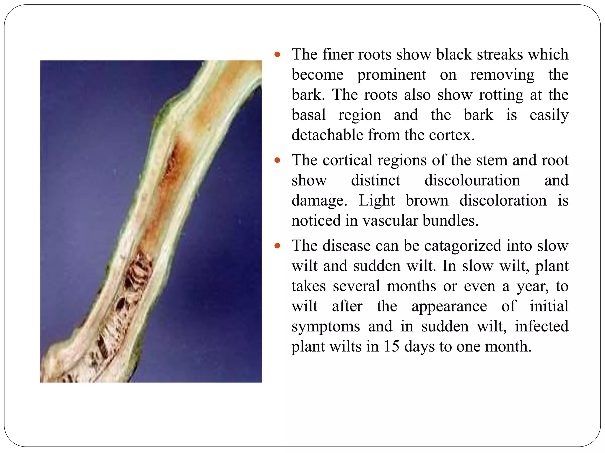 Diseases of Guava | PPTX