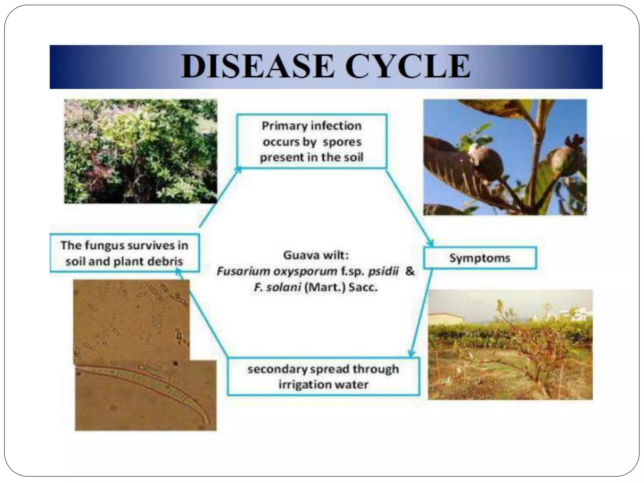 Diseases of Guava | PPTX