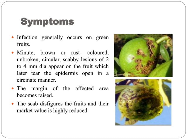 Diseases of Guava | PPTX