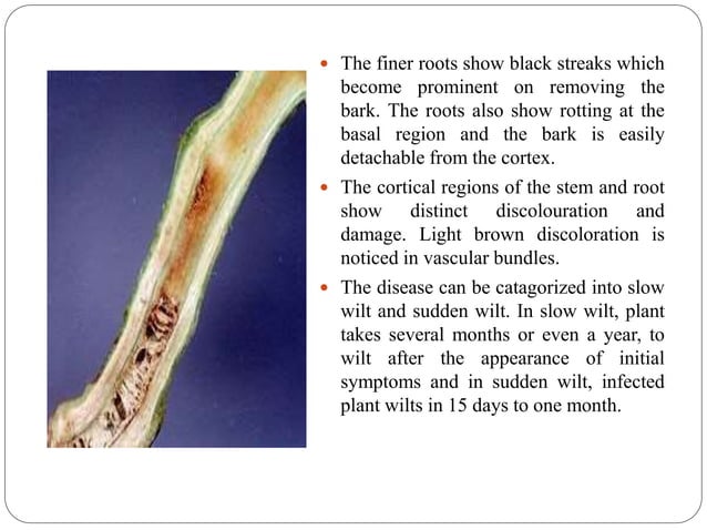 Diseases of Guava | PPTX
