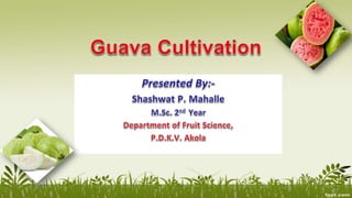 Guava Cultivation.pptx