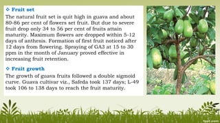 Guava Cultivation.pptx