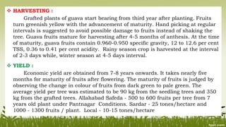 Guava Cultivation.pptx
