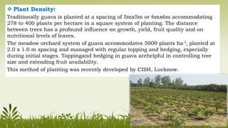 Guava Cultivation.pptx