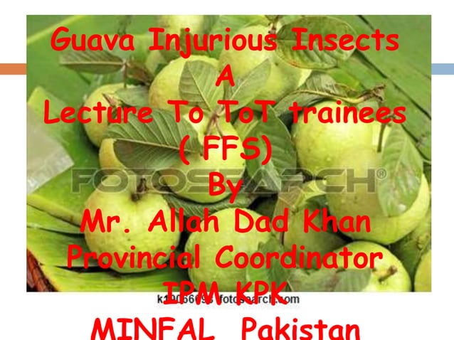 Guava insects A Lecture To ToT trainees ( FFS) By Mr. Allah Dad Khan ...