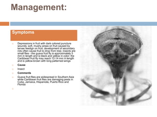 Guava insects A Lecture To ToT trainees ( FFS) By Mr. Allah Dad Khan ...