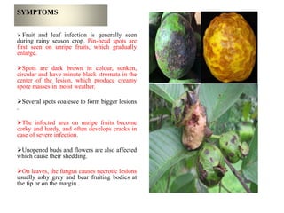 Guava diseases ppt | PPTX