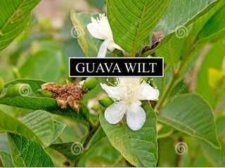 Guava diseases ppt | PPTX