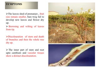 Guava diseases ppt | PPTX