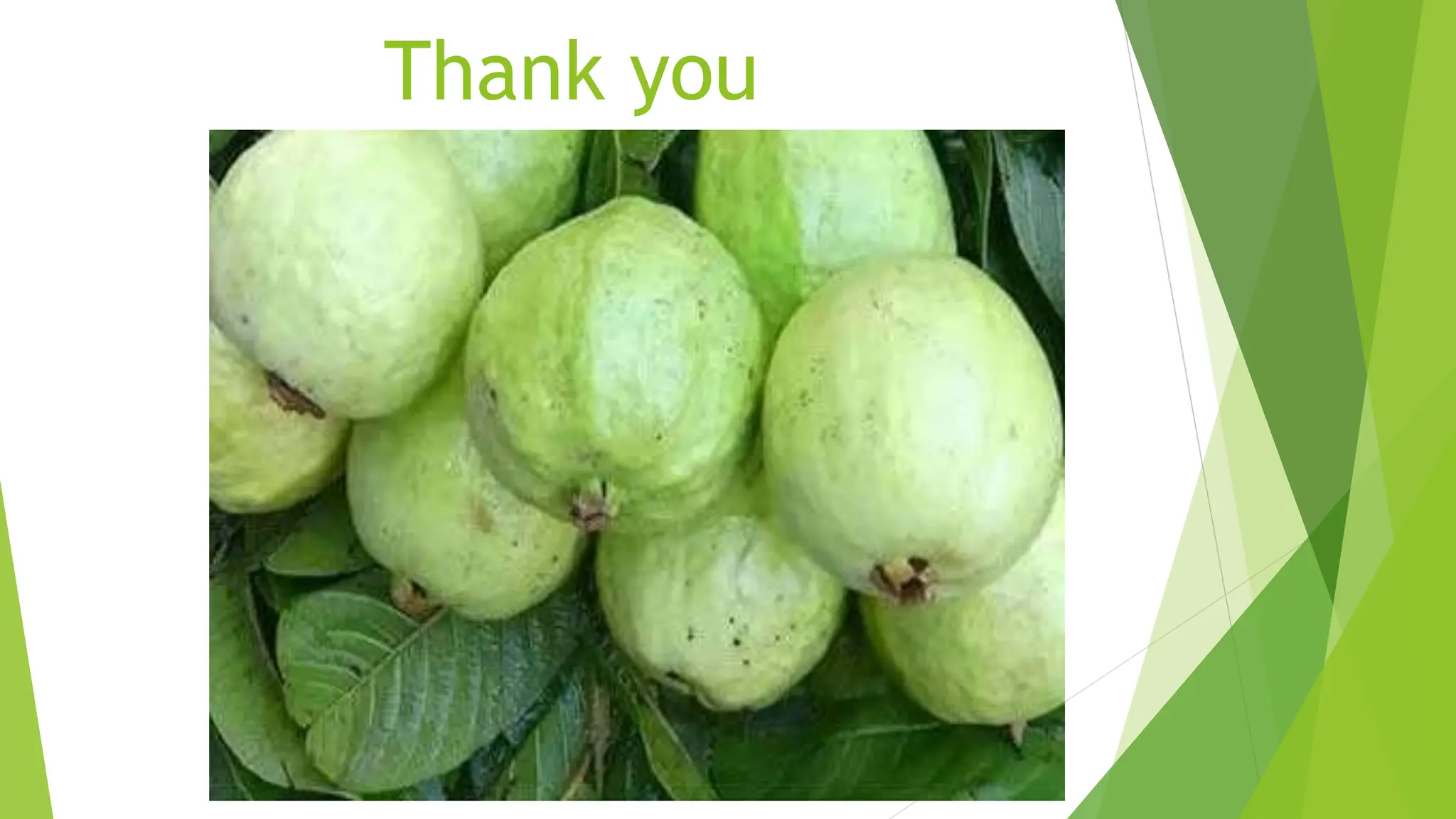 Post harvest management of guava fruit crop ppt.pptx