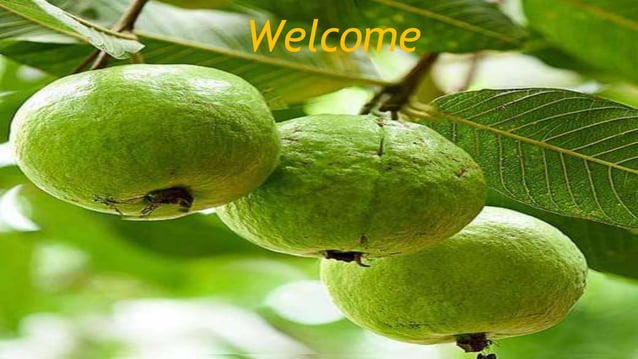 Post harvest management of guava fruit crop ppt.pptx