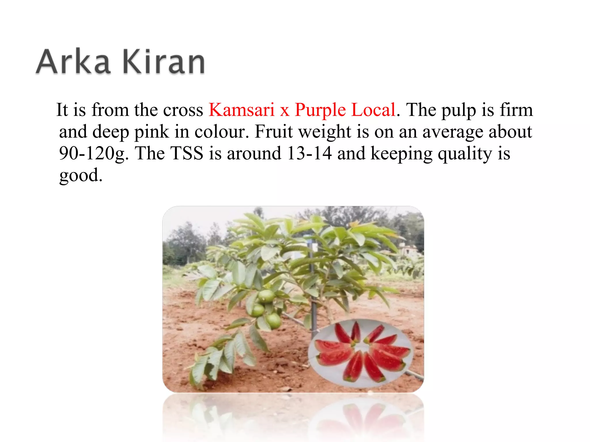 Guava production technology | PPT