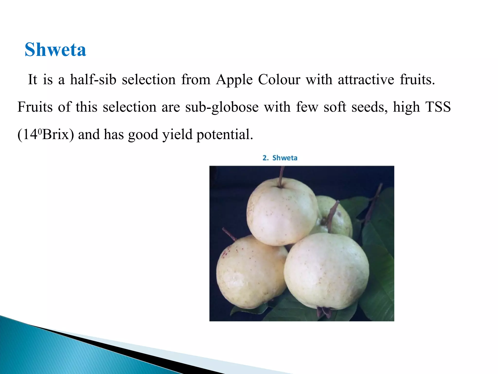 Guava production technology | PPT | Agriculture | Industries