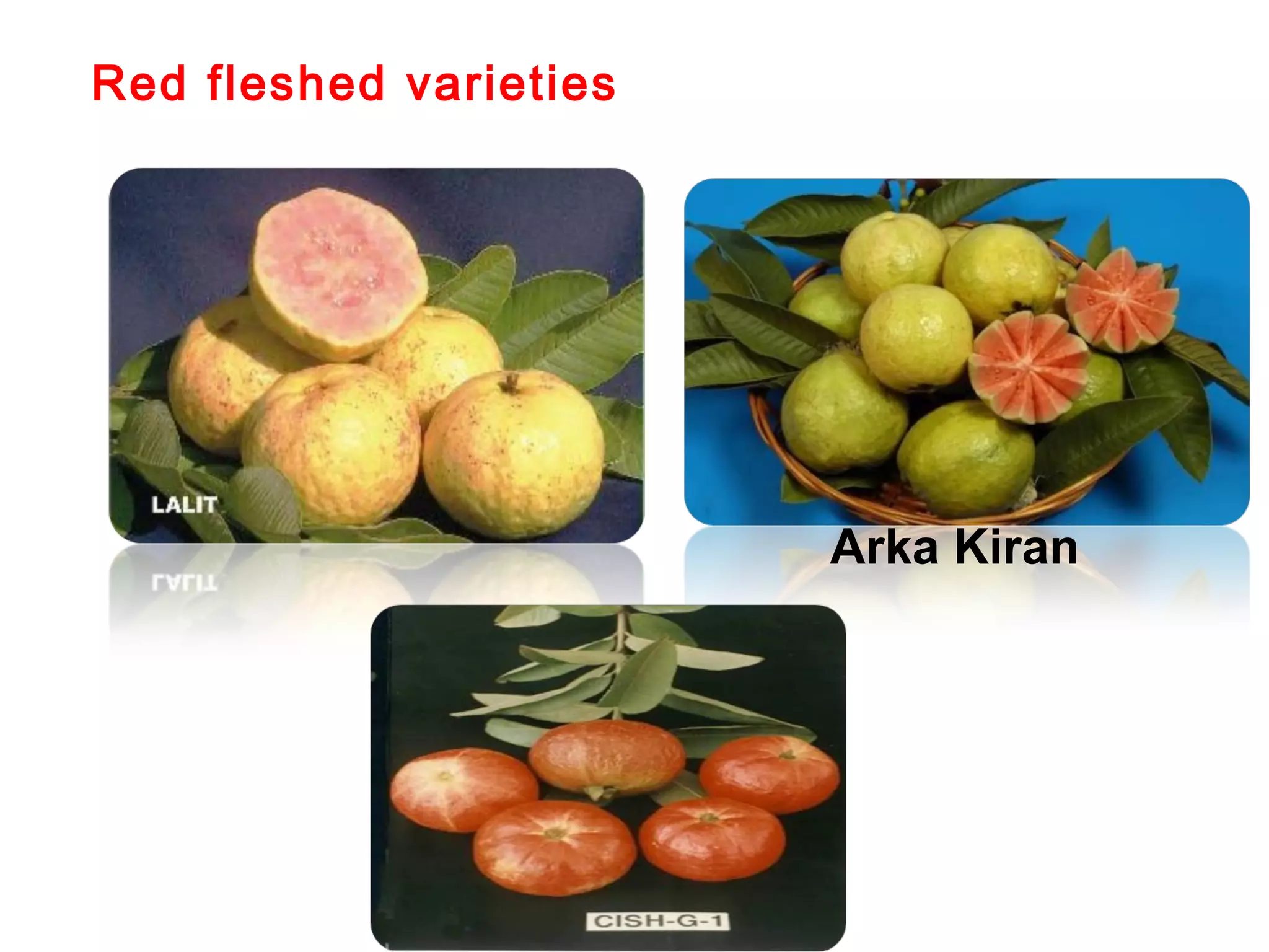 Guava production technology | PPT
