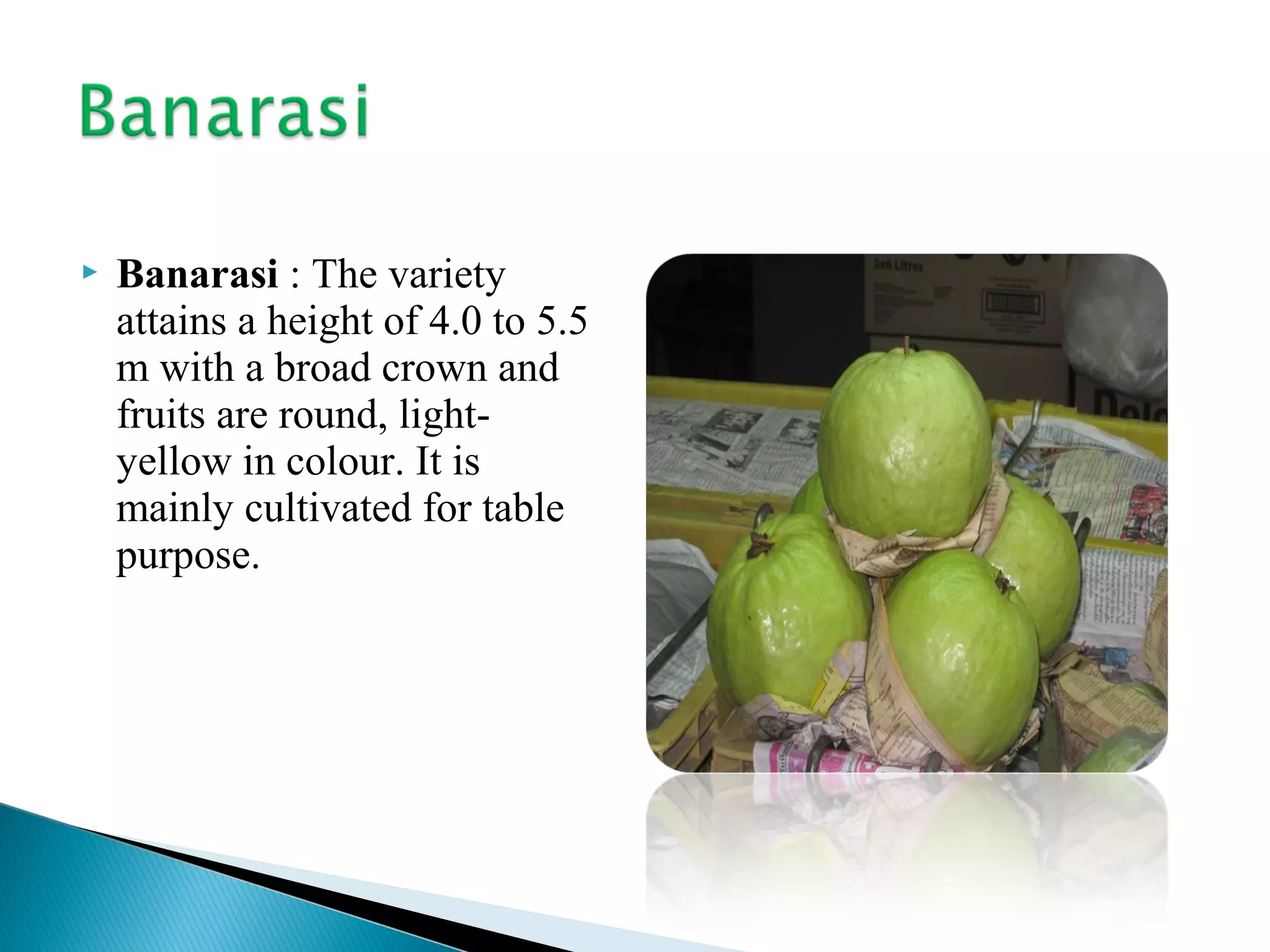 Guava production technology | PPT