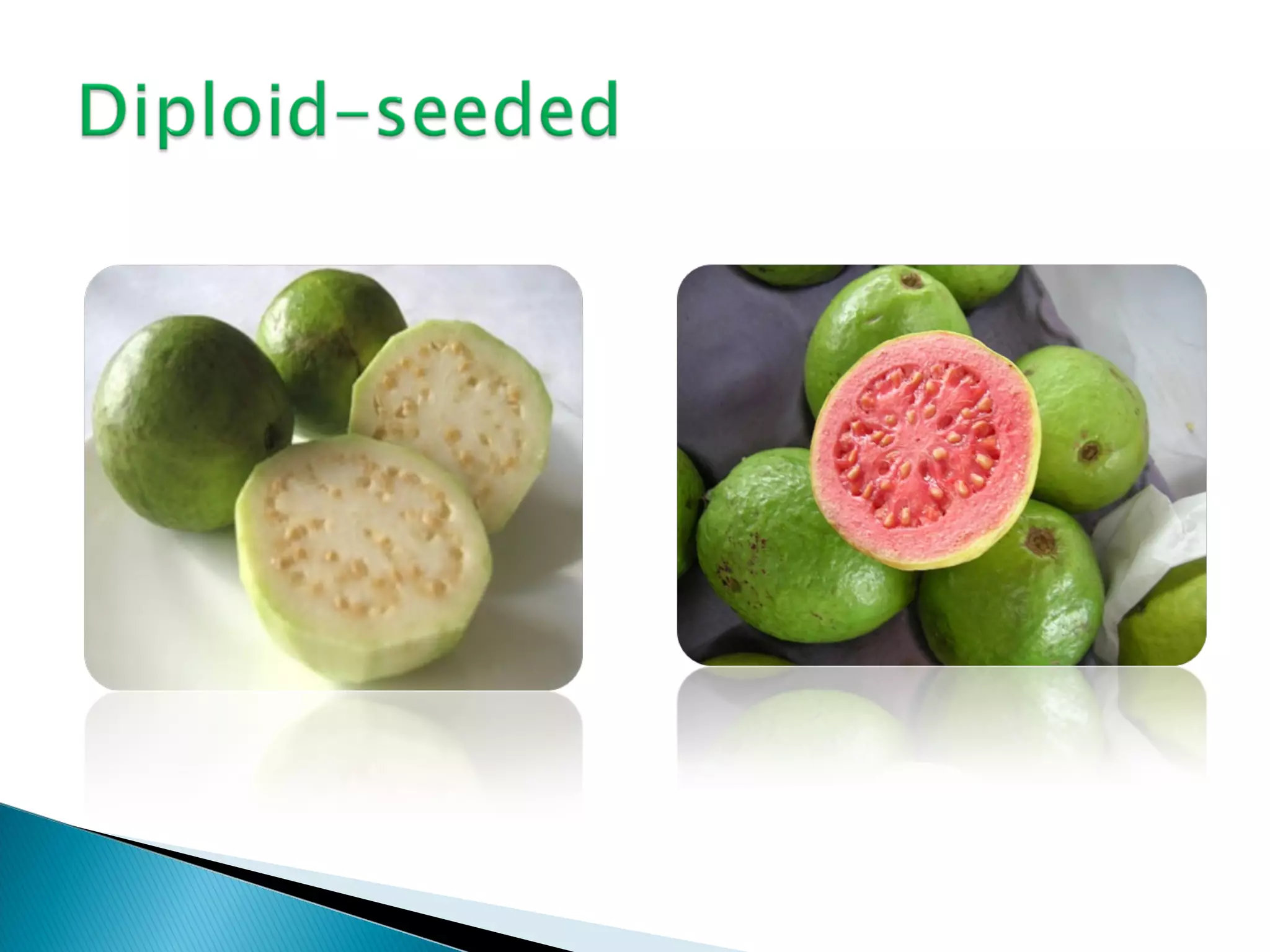 Guava production technology | PPT