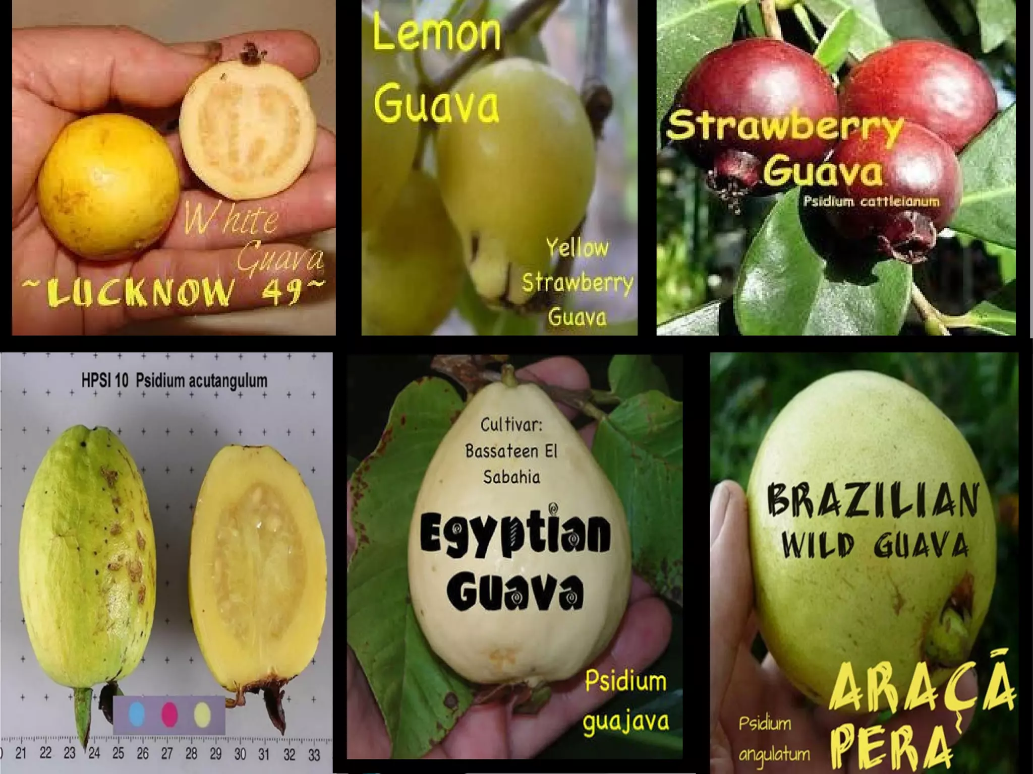 Guava production technology | PPT | Agriculture | Industries